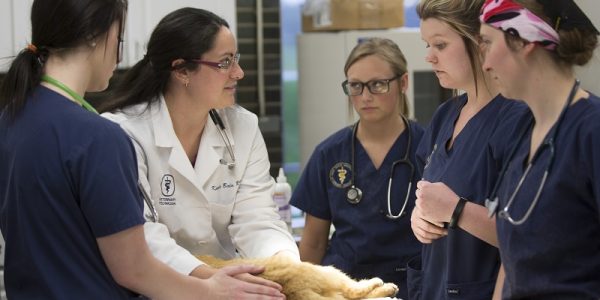 5 Steps to Choose the Right Veterinary Technology School - Borderless ...