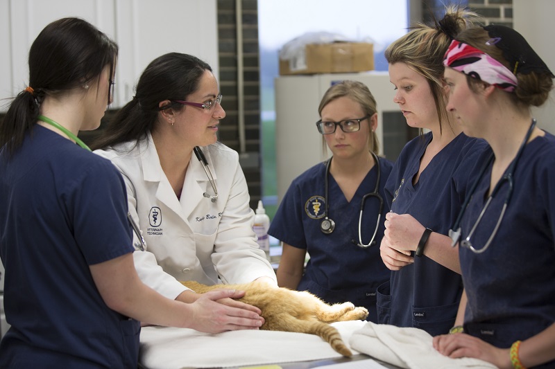5 Steps to Choose the Right Veterinary Technology School - Borderless ...